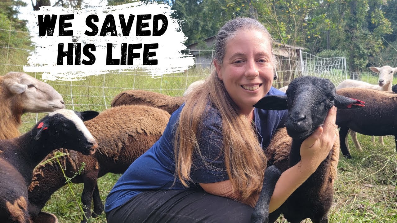 What Happened with My Sick Lamb? | Listeriosis in Sheep Update - YouTube