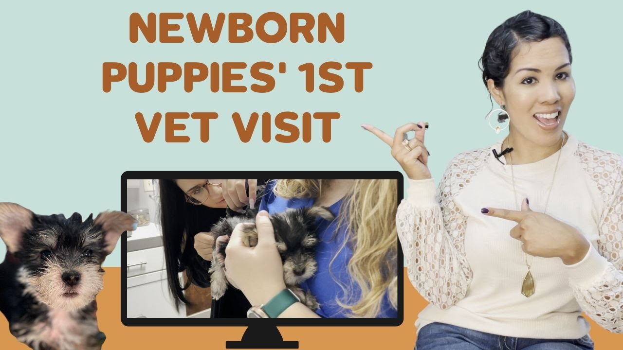 When should a puppy have its first vet visit - YouTube