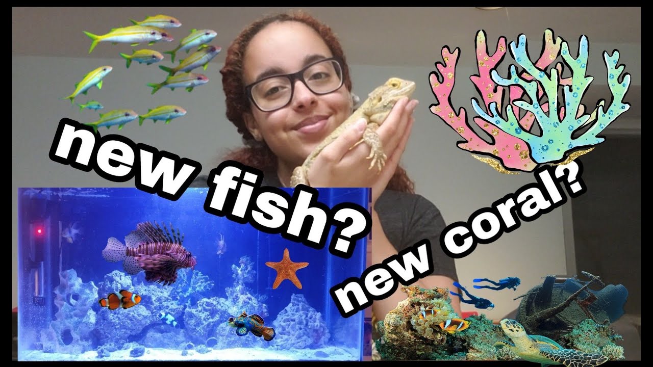 29G REEF TANK UPDATE! | One Year Later| NO SUMP, NO RODI. LOW ...