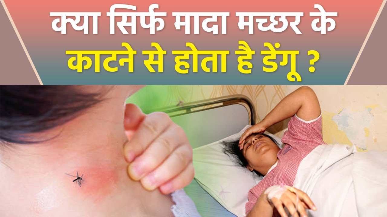 डेंगू क्या मादा मच्छर के काटने से ही होता है | Dengue Machar Kaisa Hota ...