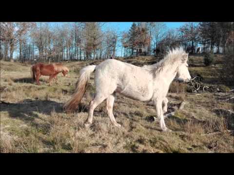 heste på ny fold - YouTube