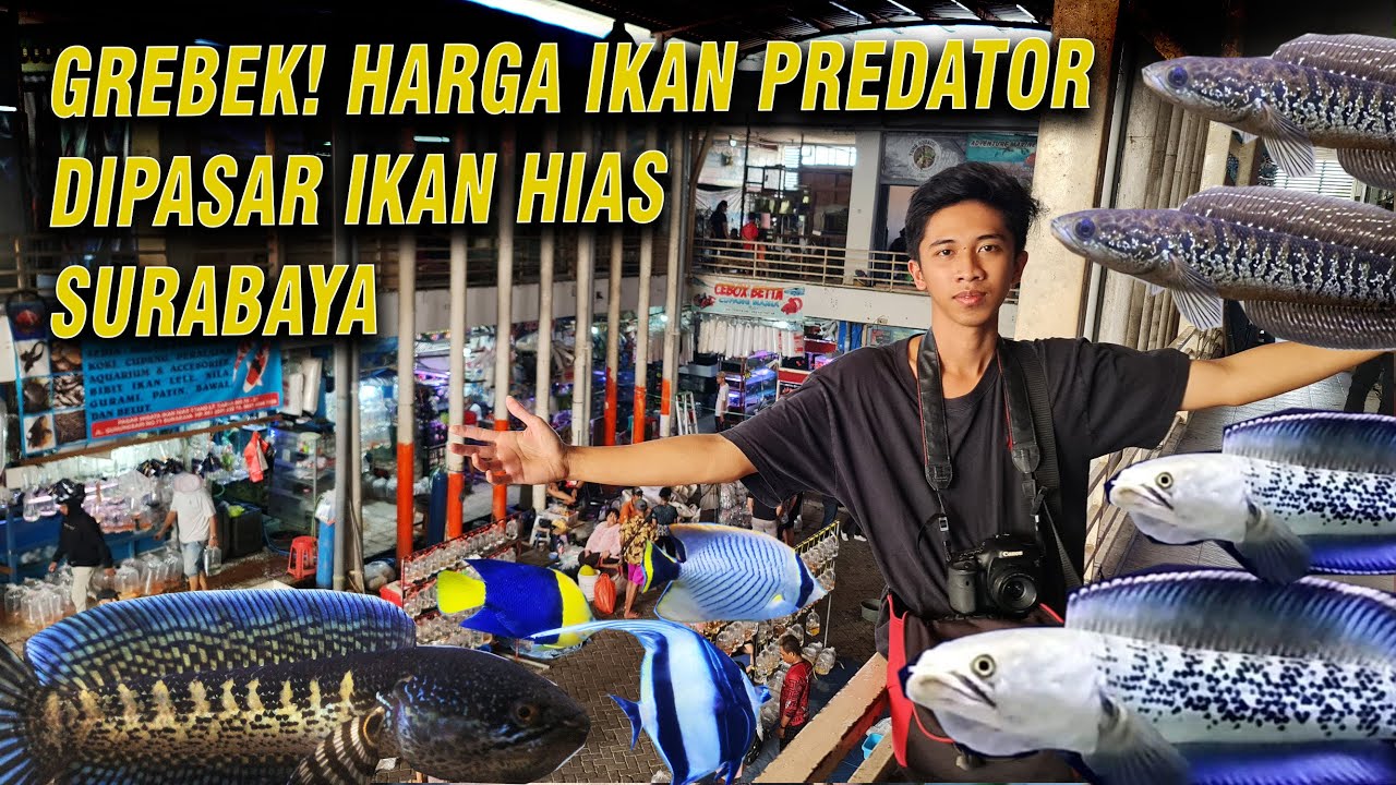 BANYAK CHANNA DAN IKAN PREDATOR, REVIEW PASAR IKAN HIAS GUNUNG SARI ...