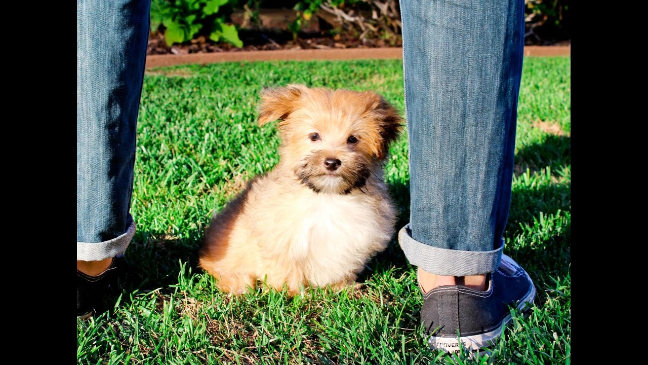 Tasha the Gorgeous Morkie female hybrid puppy available for adoption ...