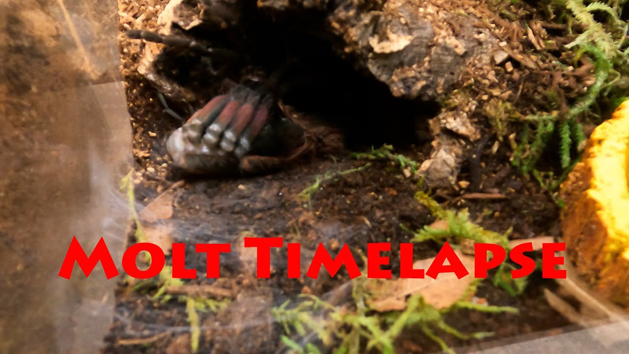 Best Molt Timelapse I've Ever Recorded! - YouTube