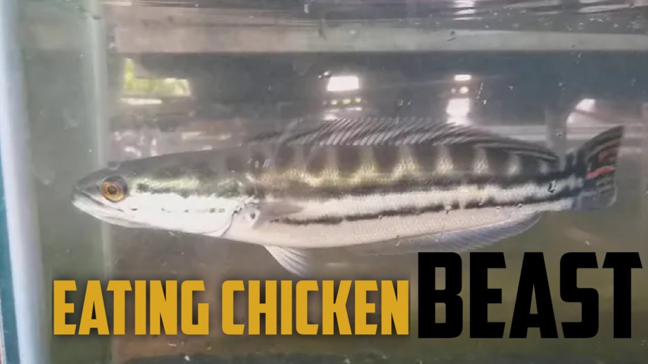 Feed toman fish with pieces of chicken meat (Baby snakehead 26 cm ...