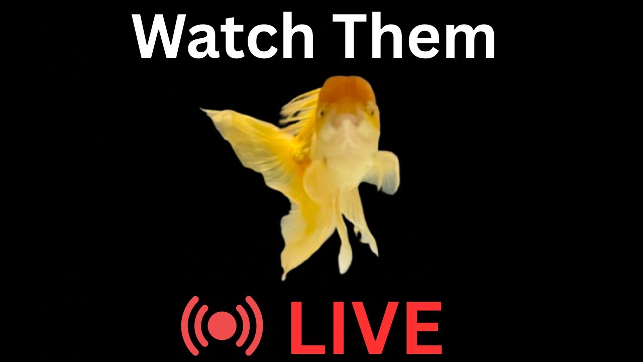 Watch My Goldfish LIVE Before they Sleep - YouTube