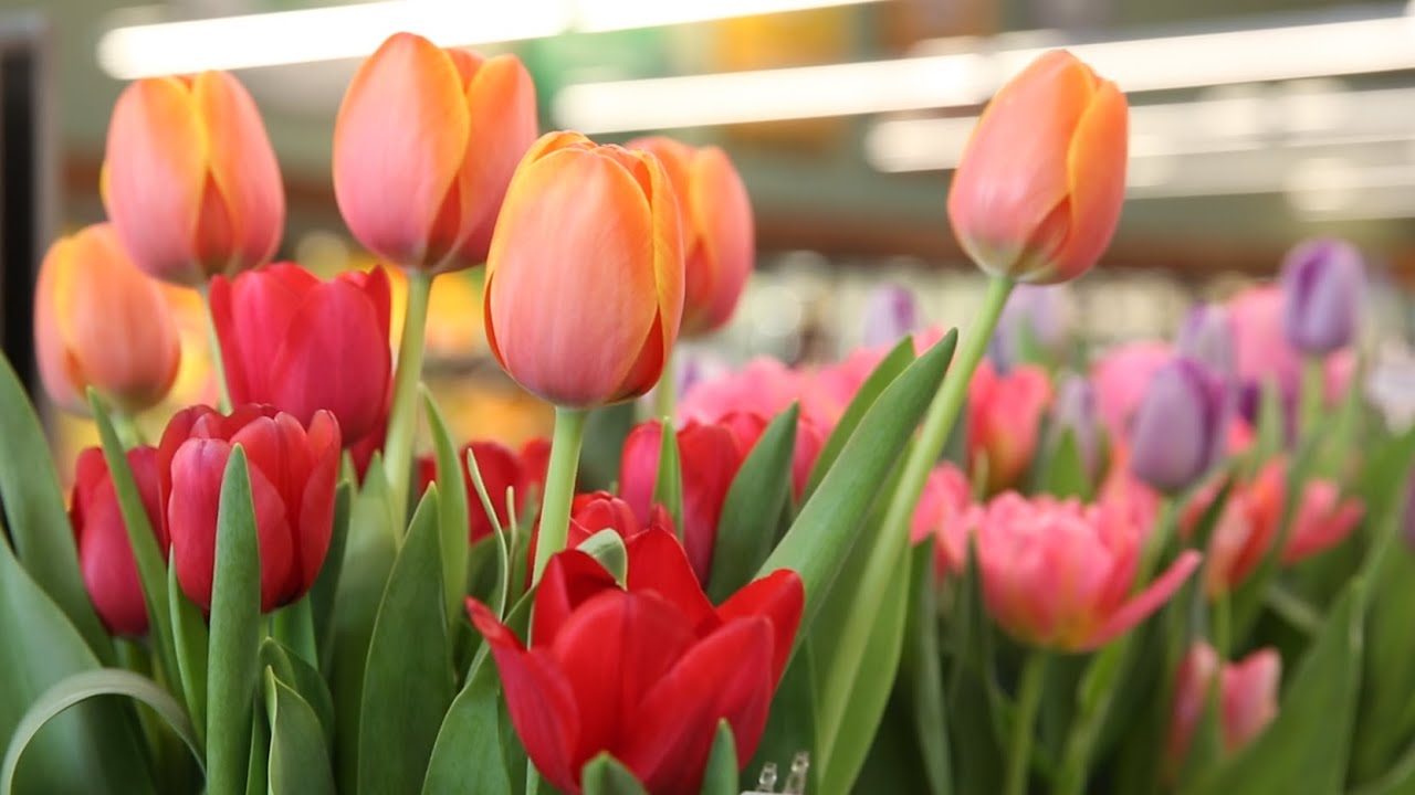 The business of tulips - YouTube