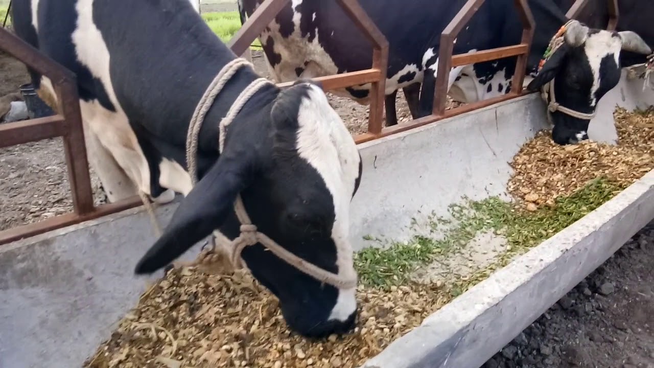 Cow shade pohegaon - YouTube