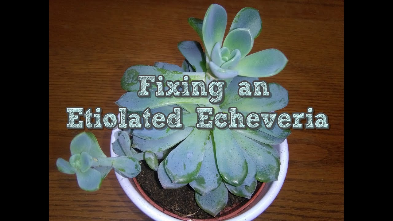 Fixing an etiolated echeveria - YouTube
