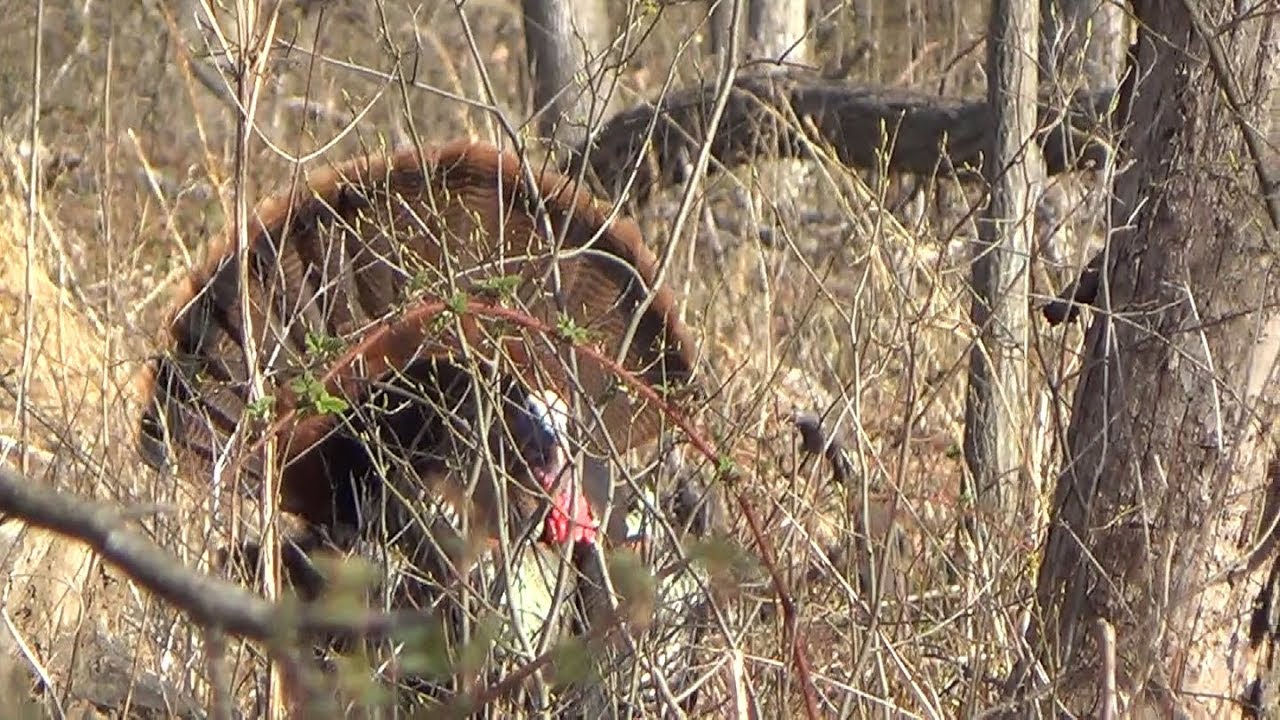 2018 Maryland Spring Turkey Hunt - YouTube