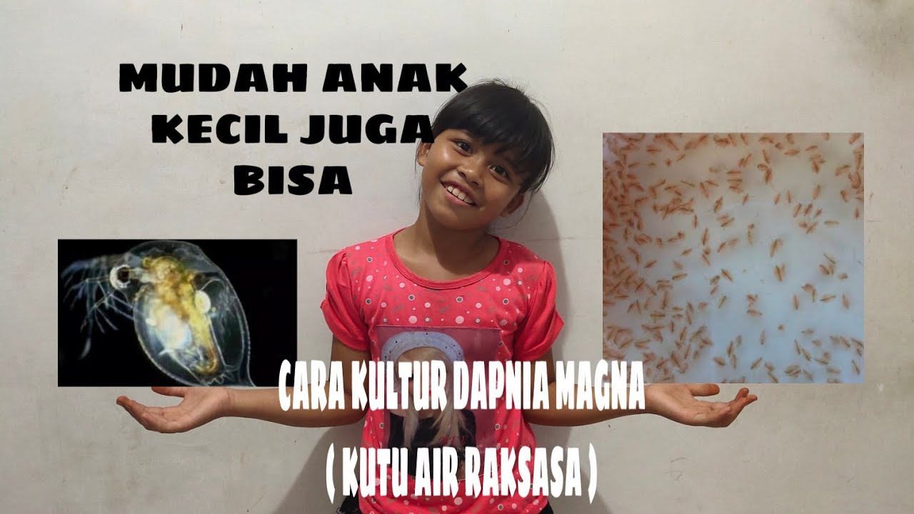 Cara Mudah Kultur Dapnia Magna ( Kutu Air Raksasa ) - YouTube