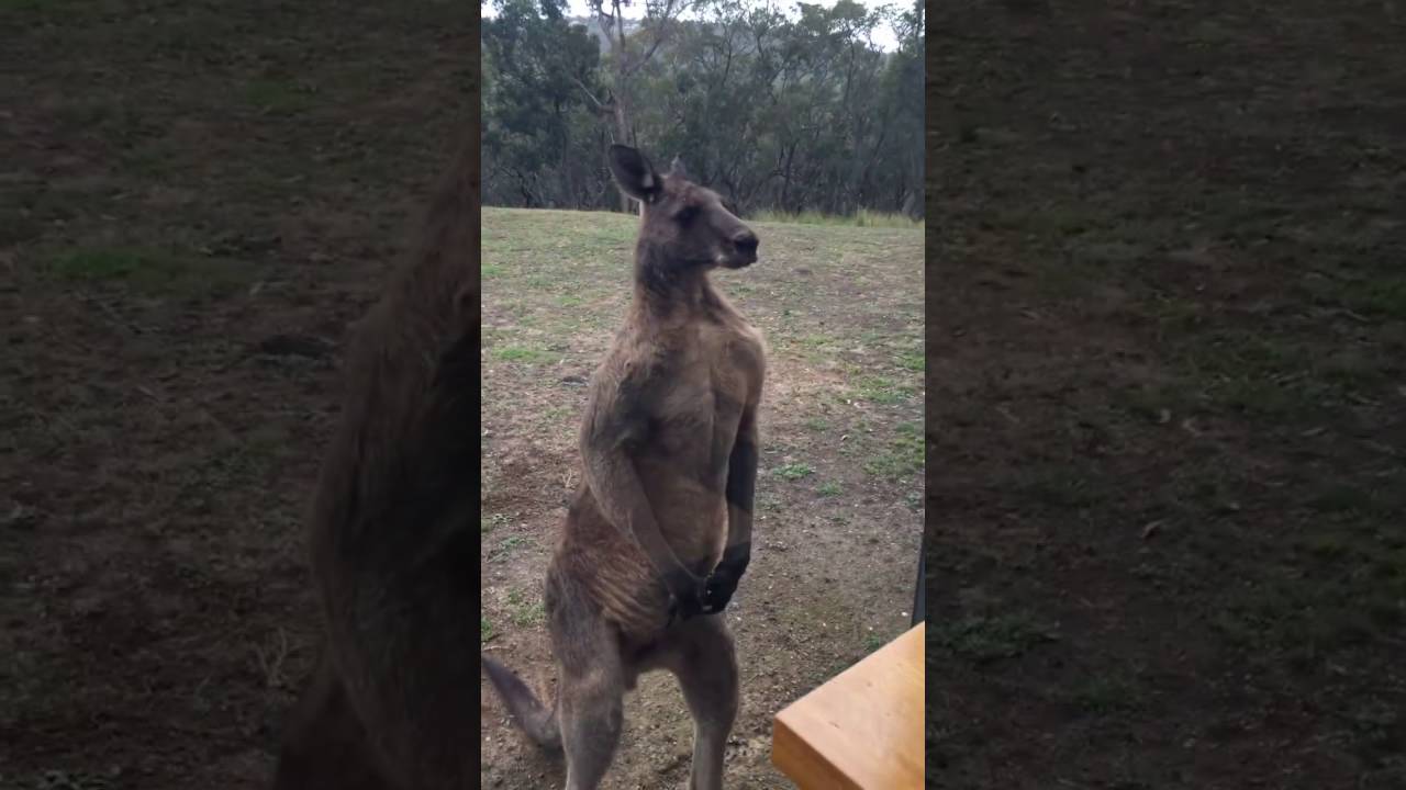 SHOCK VIRAL! Rabid kangaroo trying to break into the house - YouTube