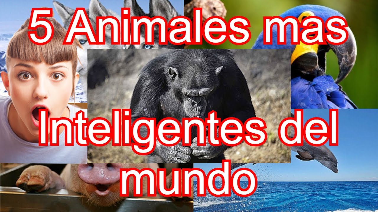 5 animales más inteligentes del mundo - Conoce cuales son - YouTube