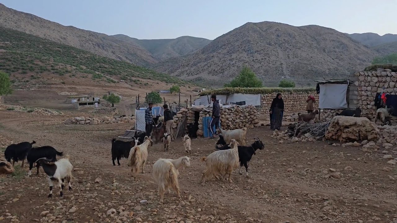 The Real Life of Iranian Nomads | Traditional Lifestyle, Animal ...
