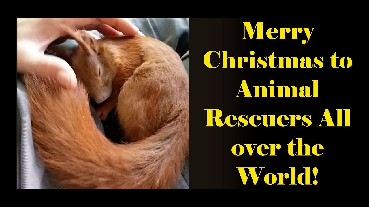 Gary D Lloyd: Merry Christmas to Animal Lovers All over the world ...