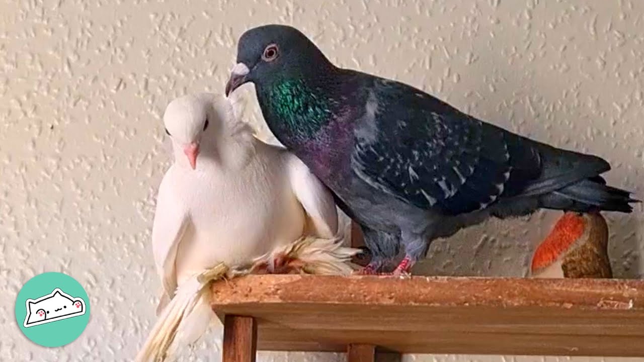 Good Girl Fell In Love With Bad Boy. A Pigeon Love Story That Soared ...