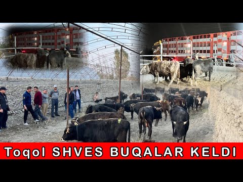 KENJA TOGAMga 70-ta DAXSHAT BUQALAR KELDI SHOSHILING