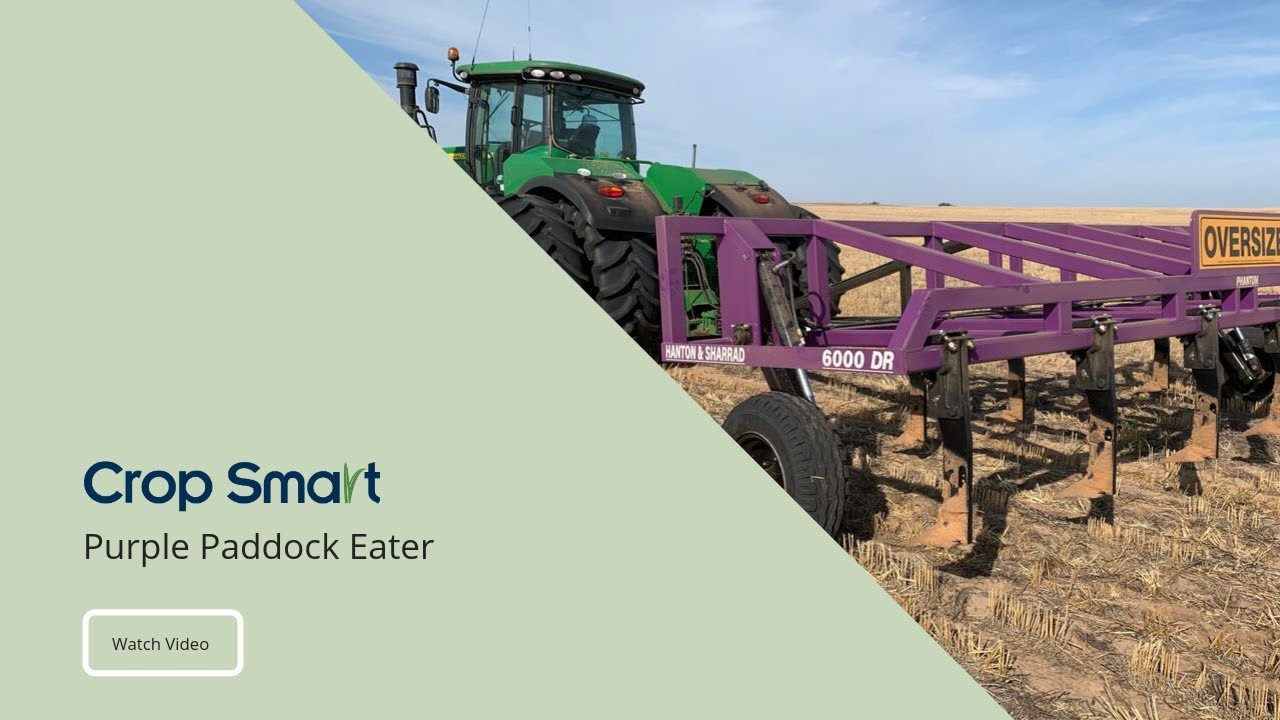 Purple Paddock Eater - YouTube