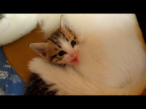 Angry Kitten Hiding Behind Cat And Hissing - YouTube