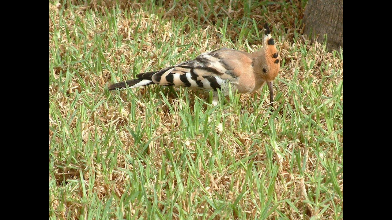 Houdhoud ,, la huppe fasciée d'Afrique 2 - YouTube