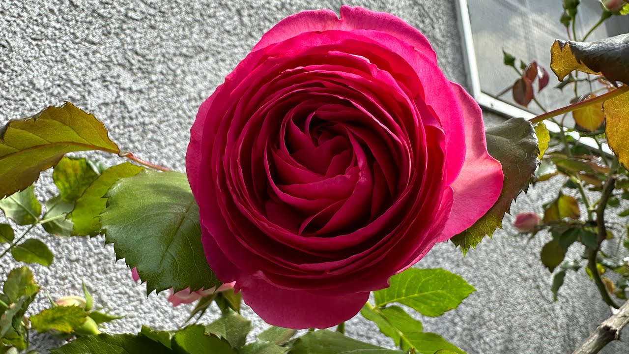 Pink Eden & The generous gardener climbing rose - YouTube