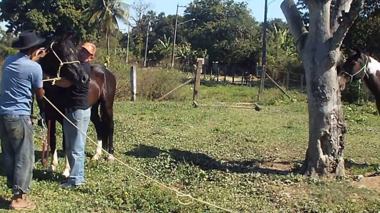 cavalo mangalarga machador cruzando rio de janeiro - YouTube