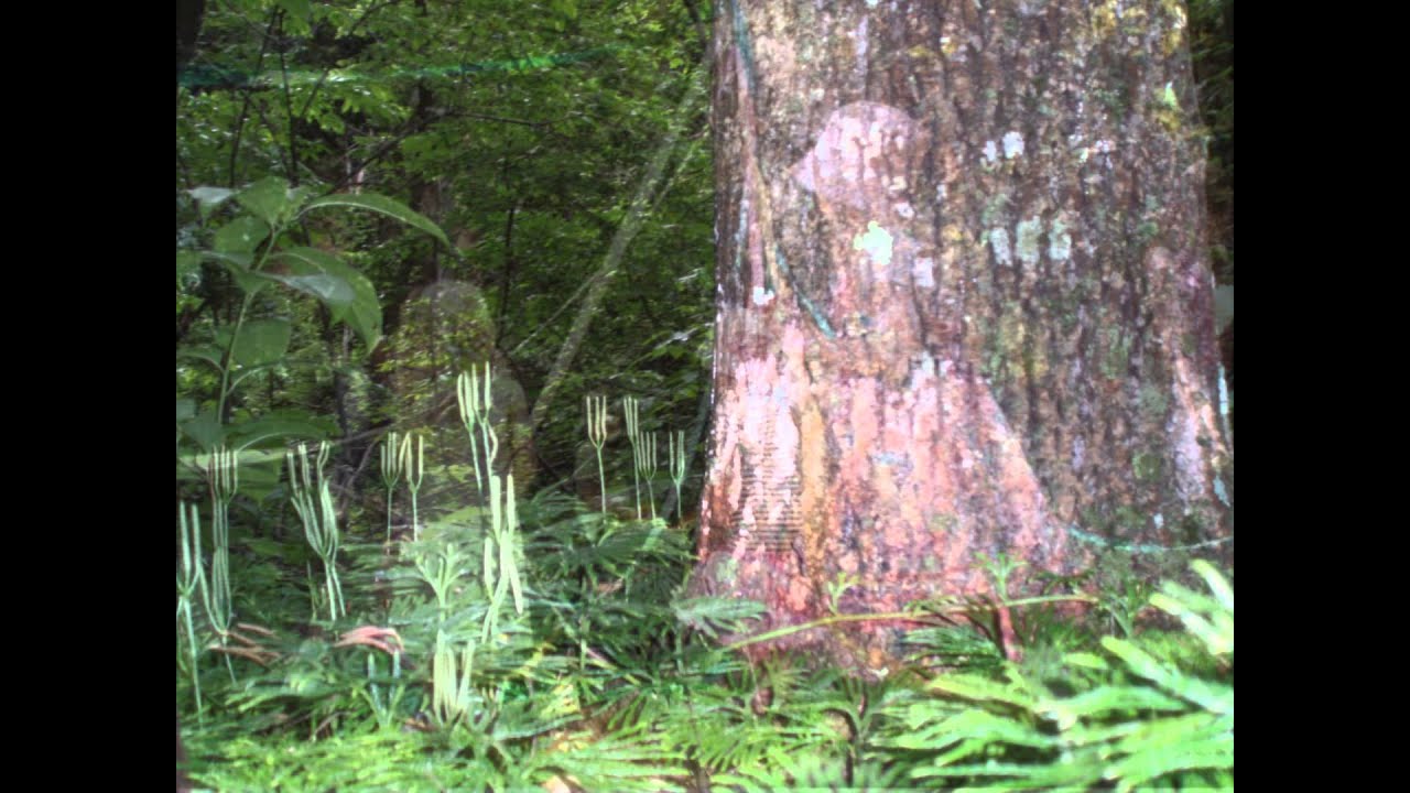 Damh The Bard - January Man - YouTube