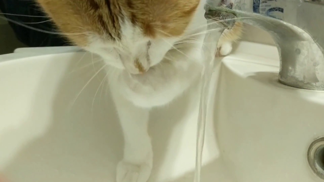 Cat drinking water from the faucet - Lilla - YouTube
