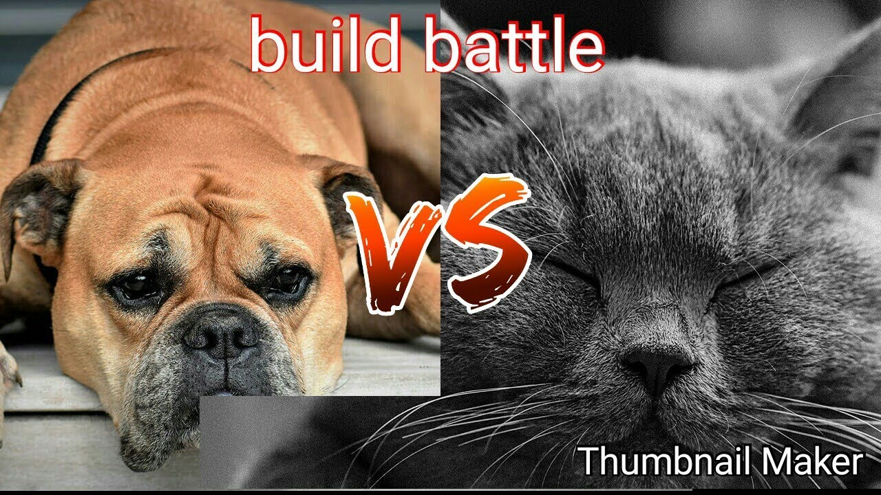 Dog vs Cat - Build battle - YouTube