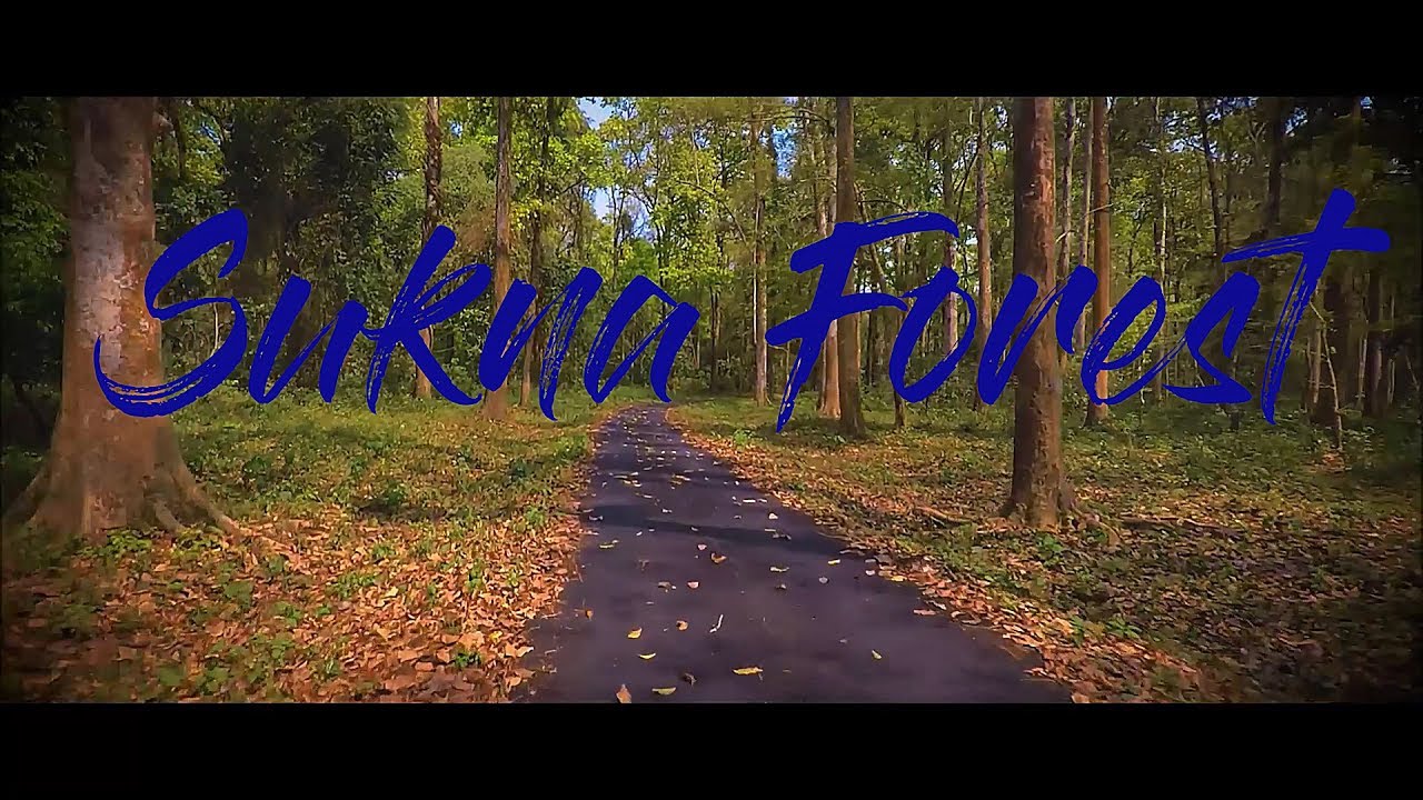 SUKNA FOREST SILIGURI| A DAY TRIP TO BEAUTIFUL FOREST - YouTube