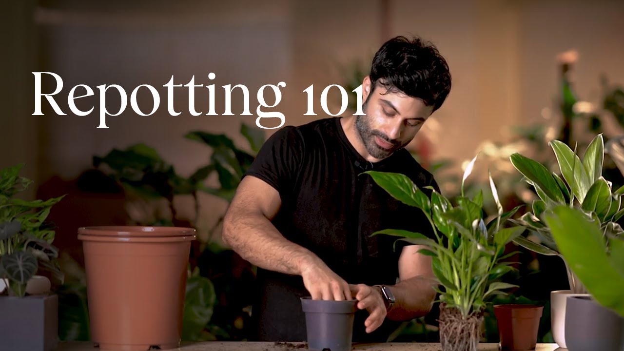 Repotting 101 - YouTube