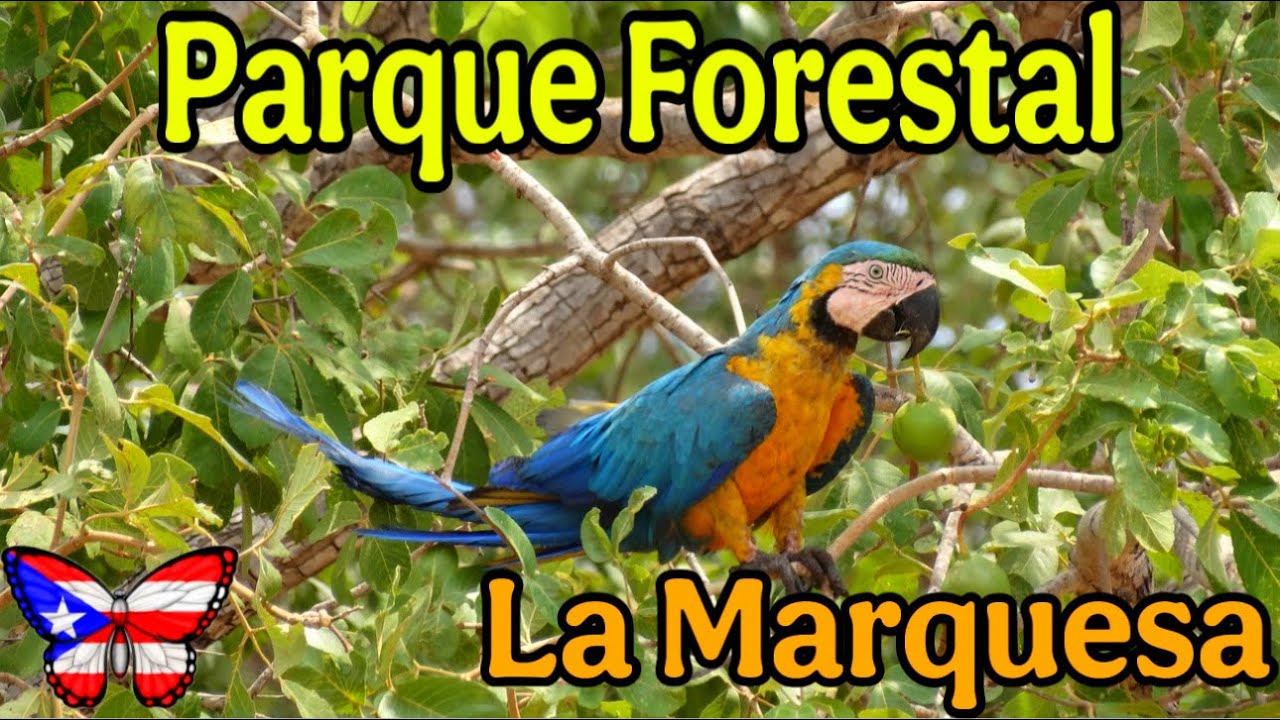 Visité el Parque Forestal La Marquesa en Guaynabo Puerto Rico 🇵🇷 - YouTube