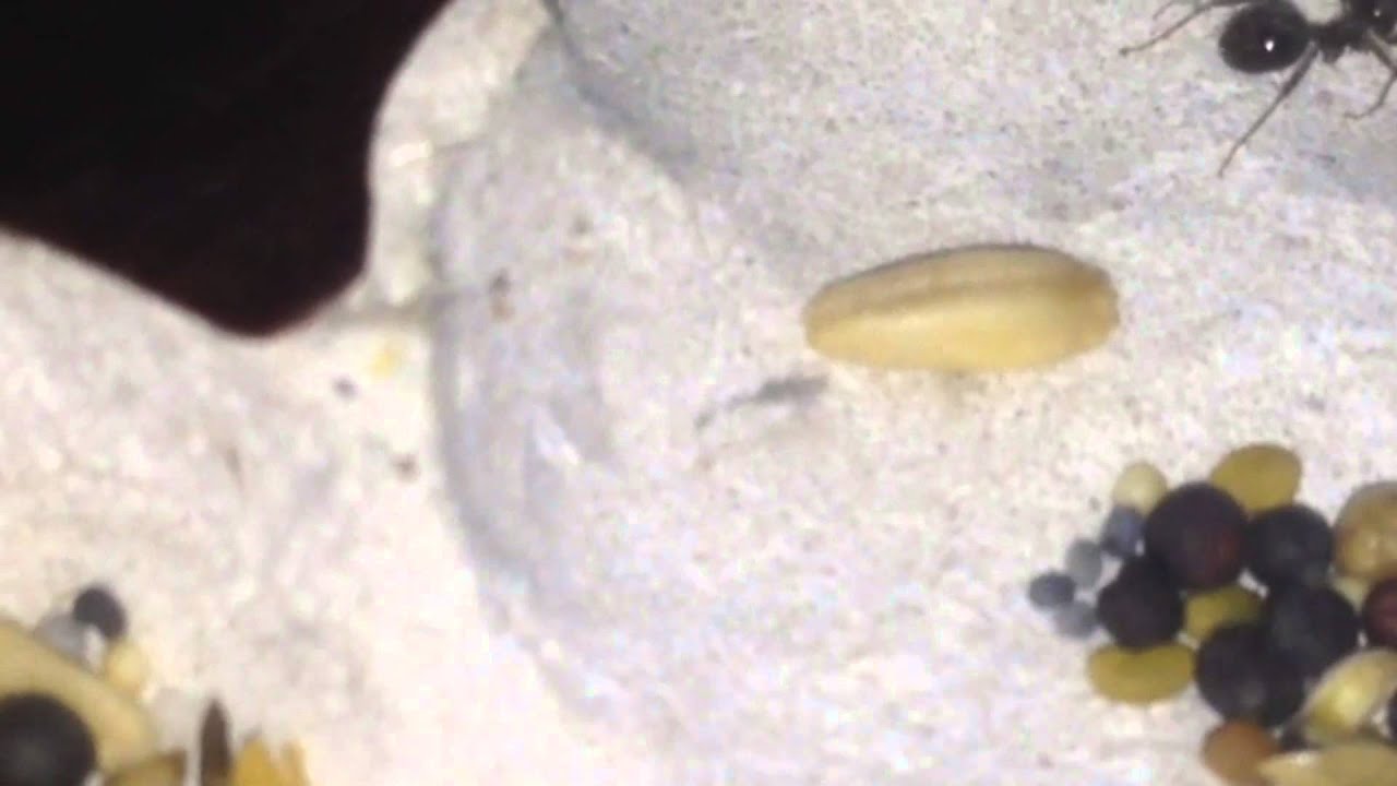 La Messor barbarus: Une major de plus - YouTube