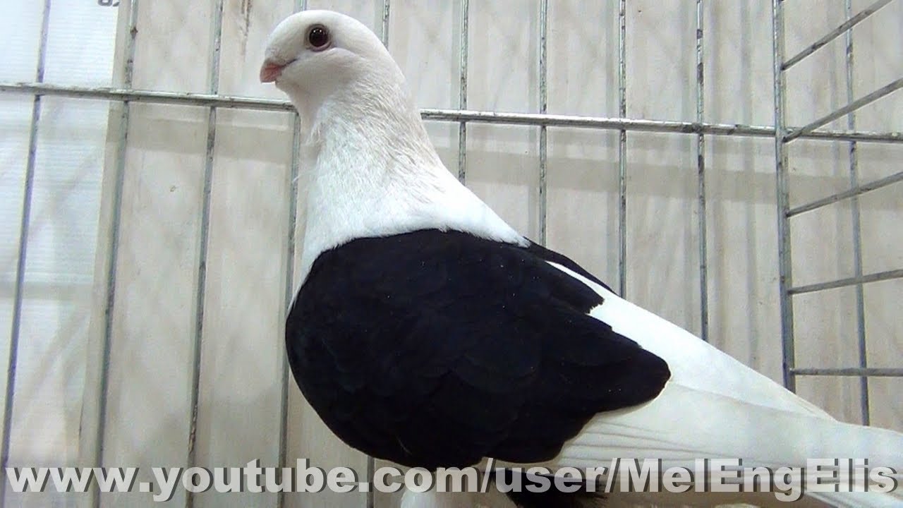 Pigeons Cravatés d'Aix la Chapelle - Aachen Luster Shield Pigeon ...