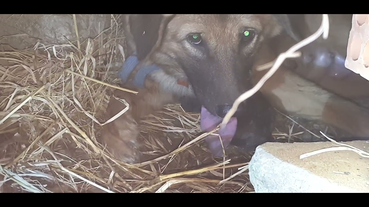 MAMA Gives Birth to First Child - Dogs Give Birth@kidstvsongs - YouTube