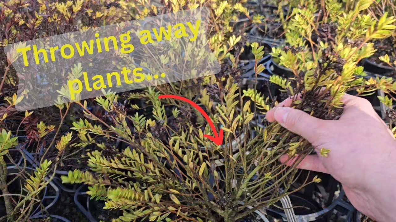 Culling out scruffy plants, plus a farm wetlands visit! - YouTube