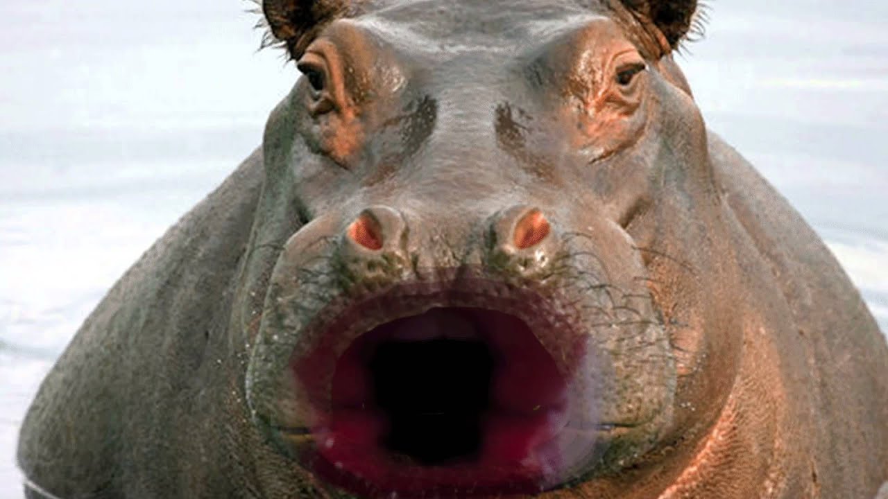 Hippo - YouTube