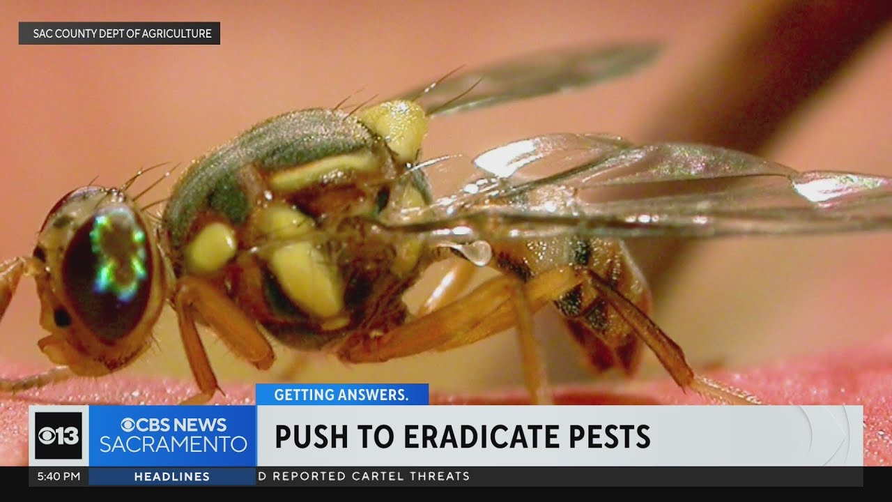 Push underway to eradicate invasive species found in Sacramento County ...