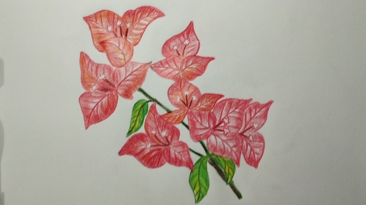 Realistic bougainvillea flowers drawing with colour pencil ...