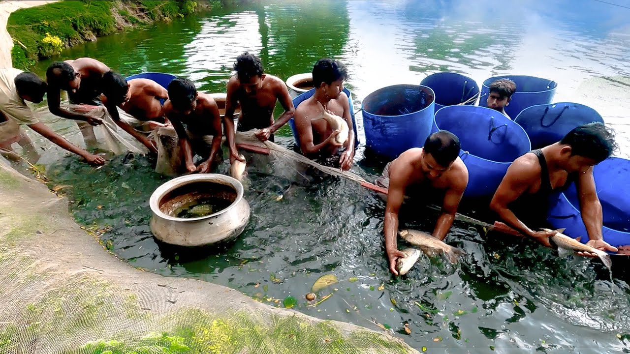 Best Net Fishing | People Fish Catching In The Village Beautiful Pond ...