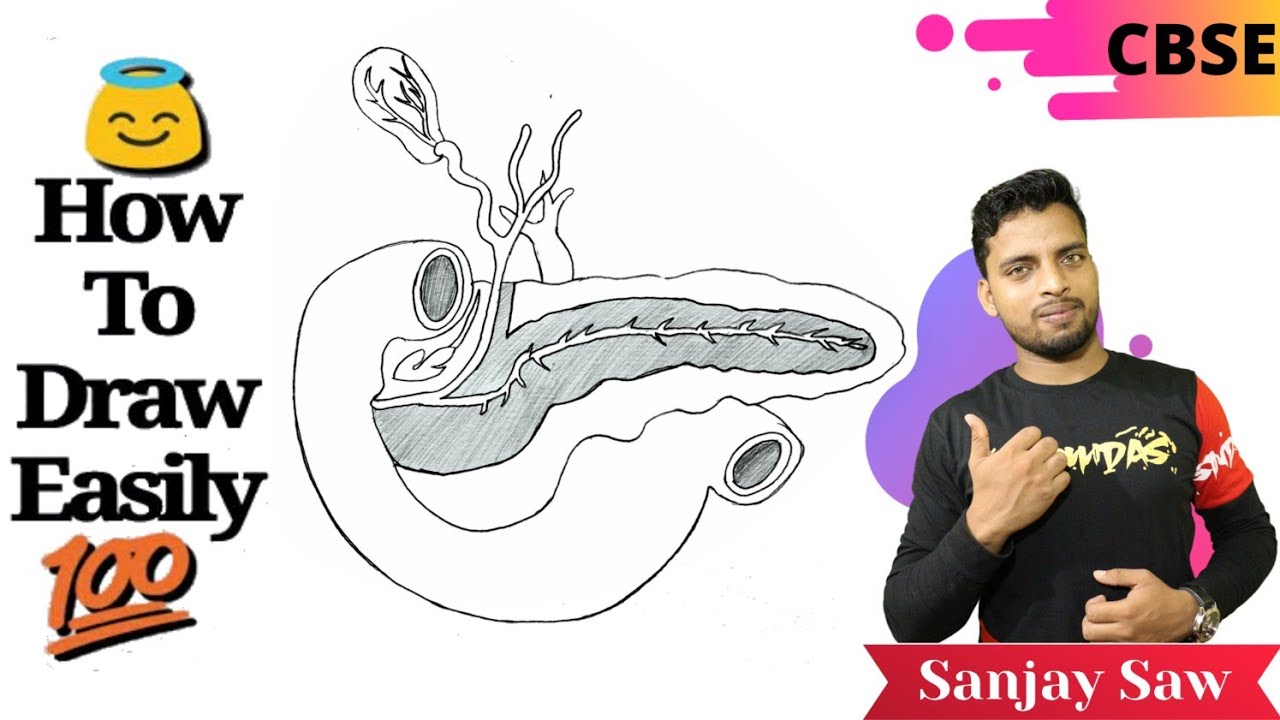 How To Draw The Duct Systems of Liver, Gall Bladder and Pancreas ...