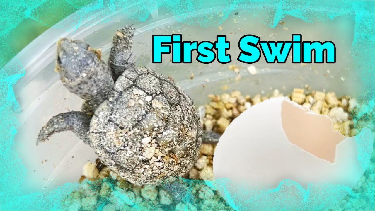 Baby Terrapins First Moments in Water Cute Pet Turtles First Swim Ever ...