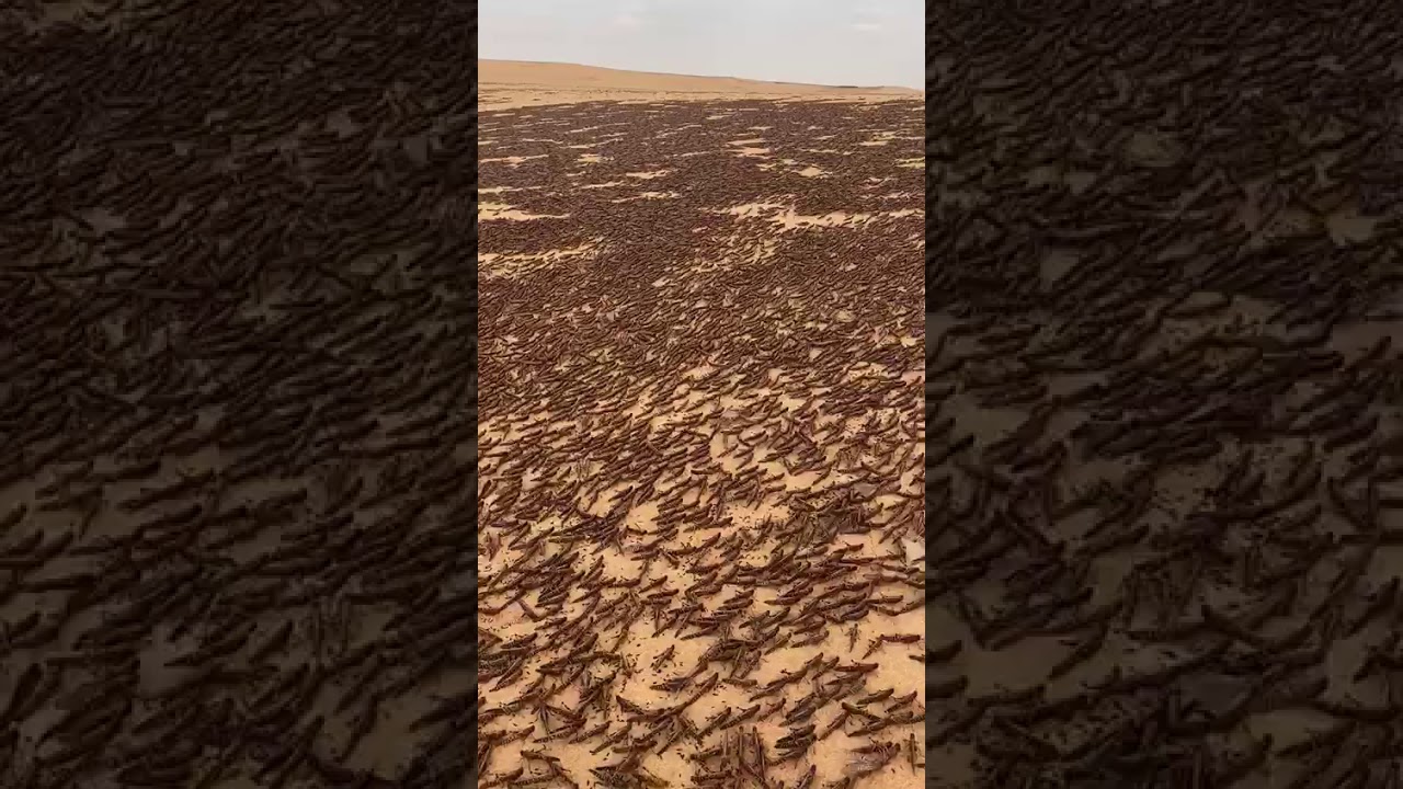 02-2020 locust attack in bahrain - YouTube