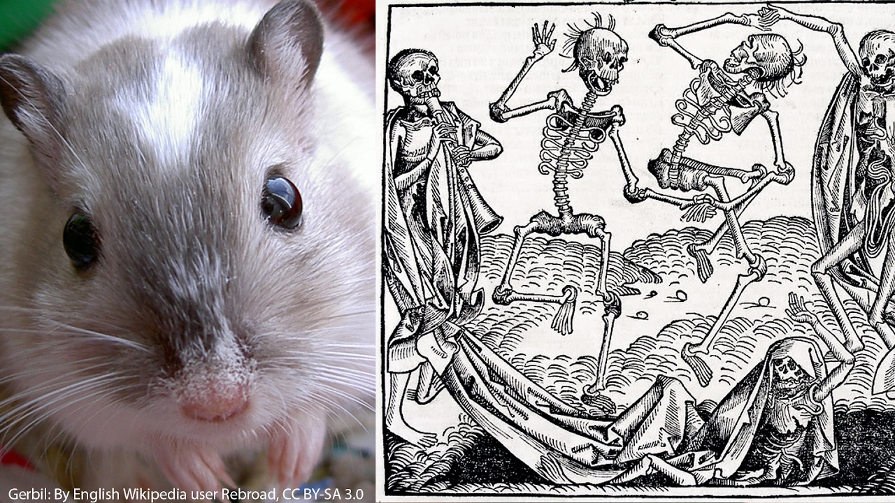 The Black Plague Rats