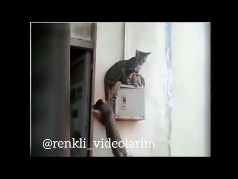 Niye İndin Lan Mustafa İşimi Bırakıyosun:))