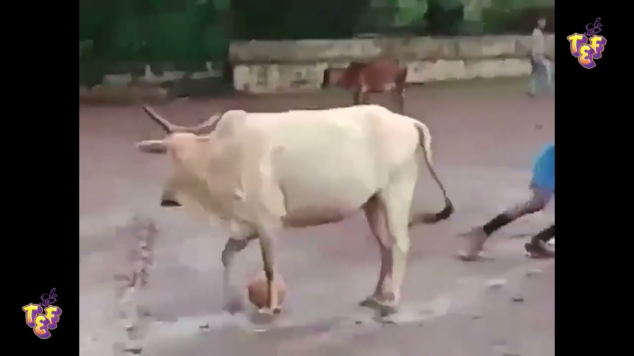 Cow playing soccer | Fail football game | Cow fail | Fail clip - YouTube