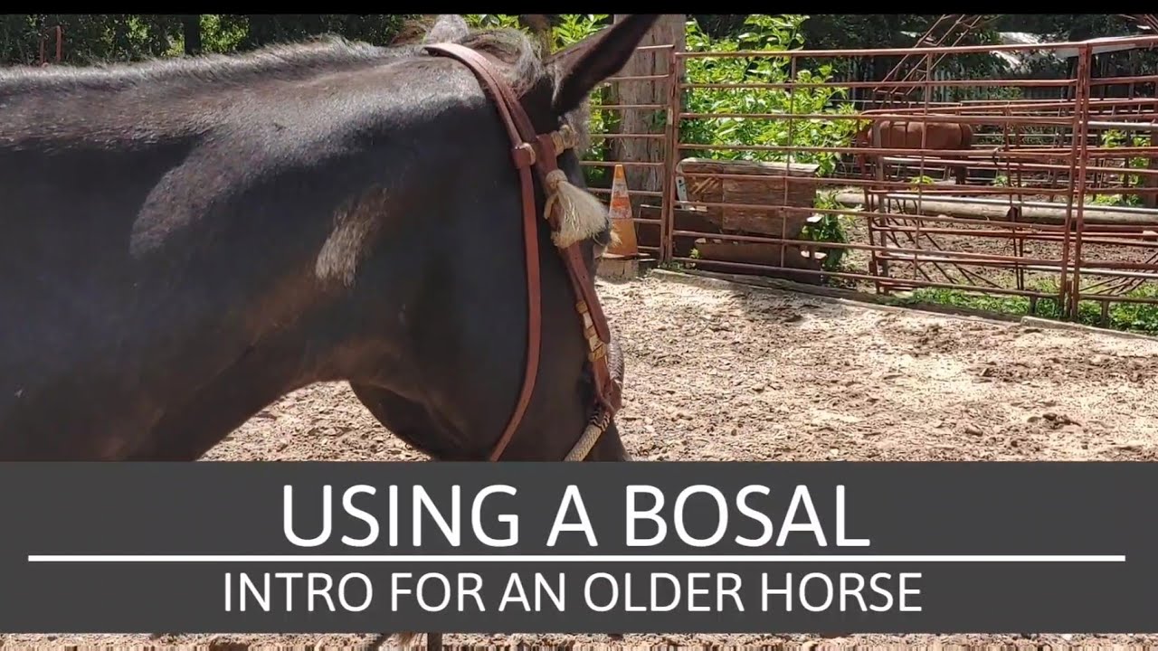 Introducing a horse to a Bosal - Groundwork - YouTube