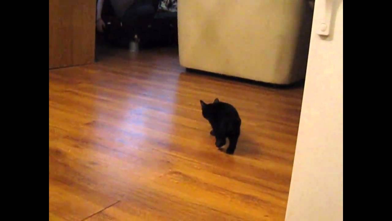 cat has lag issues (very funny walk) - YouTube