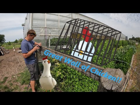 Great wall of Chicken! - YouTube