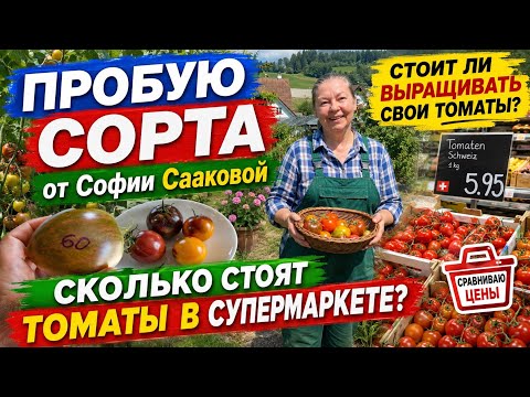 ДЕГУСТИРУЮ ТОМАТЫ 🍅 ОТ СОФИИ СААКОВОЙ 👩‍🌾 СКОЛЬКО ТОМАТЫ 🍅 СТОЯТ У НАС В МАГАЗИНЕ 😮👩‍🌾🍅